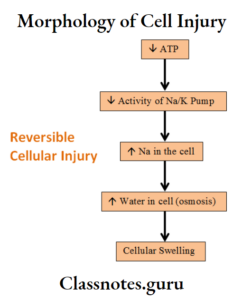 Morphology Of Cell Injury Question And Answers - Class Notes