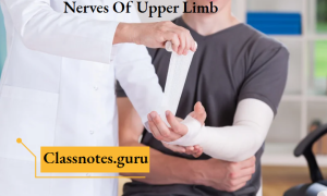 Nerves Of Upper Limb - Class Notes
