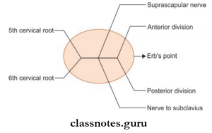 Nerves Of Upper Limb - Class Notes
