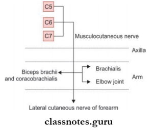 Musculocutaneous Nerve - Class Notes