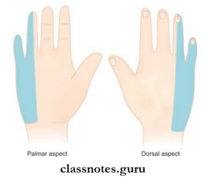 Ulnar Nerve - Class Notes