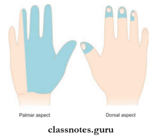 Median Nerve - Class Notes