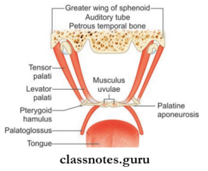 Oral Cavity And Tongue Question And Answers - Class Notes