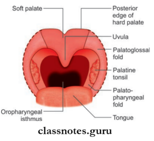 Oral Cavity And Tongue Question And Answers - Class Notes