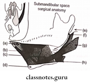 Orofacial And Neck Infections - Class Notes