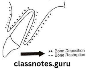 Biology Of Tooth Movement Question And Answers - Class Notes
