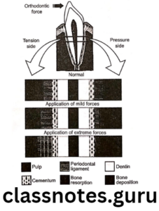 Biology Of Tooth Movement Question And Answers - Class Notes