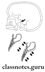 Growth And Development Of Cranial And Facial Region Question And ...