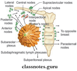 Upper Limb Archives - Class Notes