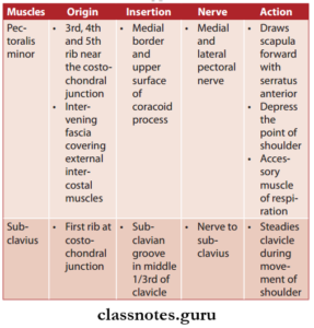 Muscles of the Pectoral Region - Class Notes