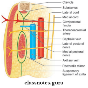 Muscles of the Pectoral Region - Class Notes