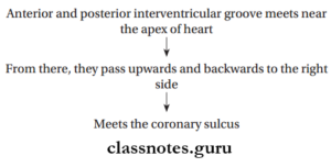 Pericardium Anatomy - Class Notes
