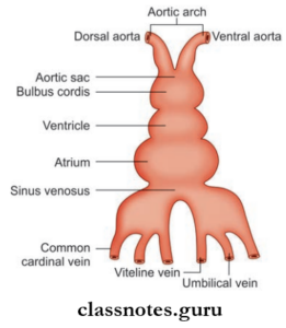 Pericardium Anatomy - Class Notes