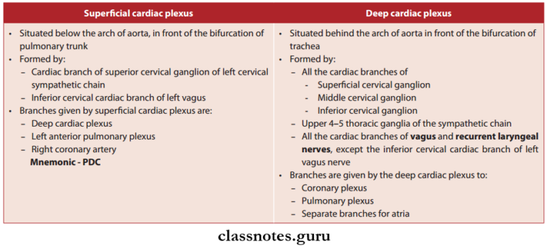 Thorax Archives - Class Notes