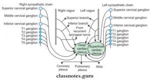 Pericardium Anatomy - Class Notes