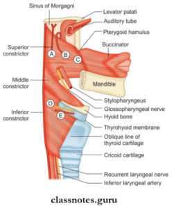 Laryngopharynx Question And Answers - Class Notes