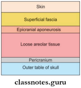 Scalp Temple And Face Question And Answers - Class Notes