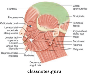 Scalp Temple And Face Question And Answers - Class Notes