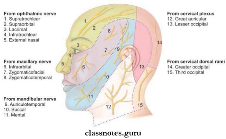 Head and Neck Anatomy Archives - Class Notes