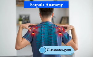 Scapula Anatomy - Class Notes