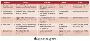 Scapula Anatomy - Class Notes