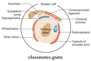 Scapula Anatomy - Class Notes
