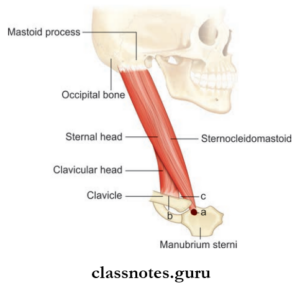 Surface Landmarks Of Neck Question And Answers - Class Notes