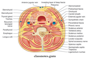 Surface Landmarks Of Neck Question And Answers - Class Notes