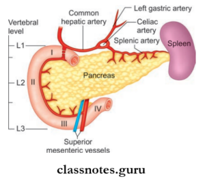 Human Small And Large Intestines Important Question And Answers - Class ...