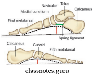 Lower Limb Sole Of Foot Question And Answers - Class Notes