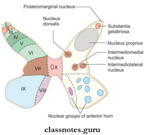 Ascending And Descending Tracts Of Spinal Cord - Class Notes