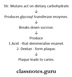 Streptococcus - Class Notes