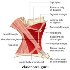 Structures In Anterior Median Region Of Neck Question And Answers ...