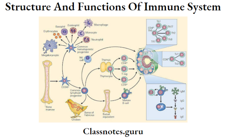 Structure And Functions Of Immune System Short Question And Answers ...
