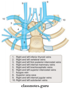 Vena Cava: Function and Anatomy - Class Notes