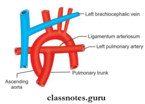 Vena Cava: Function and Anatomy - Class Notes
