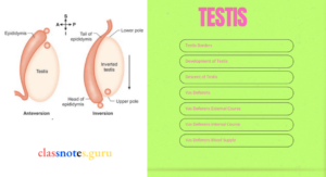 Testes: Anatomy and Function, Diagram, Conditions - Class Notes