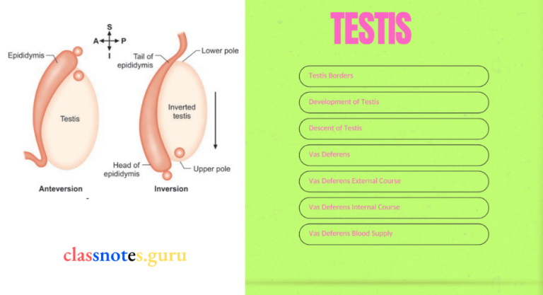 Testes: Anatomy and Function, Diagram, Conditions - Class Notes