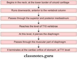Thoracic Duct Anatomy - Class Notes