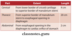 Thoracic Duct Anatomy - Class Notes