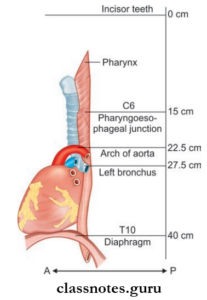 Thorax Archives - Class Notes