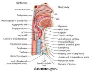 Thoracic Duct Anatomy - Class Notes