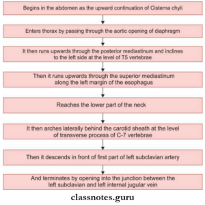 Thoracic Duct Anatomy - Class Notes