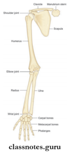 Bones of the Upper Limb - Class Notes
