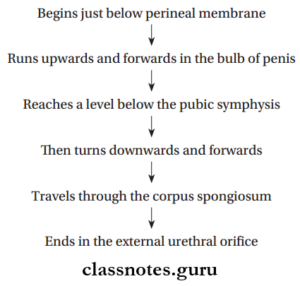 Urinary Bladder And Urethra Question And Answers - Class Notes