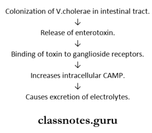 Vibrio Bacteriology - Class Notes