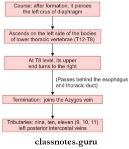 Thorax Archives - Class Notes