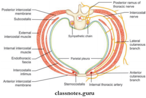 Thorax Archives - Class Notes