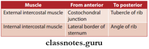 Thoracic Cage Anatomy - Class Notes