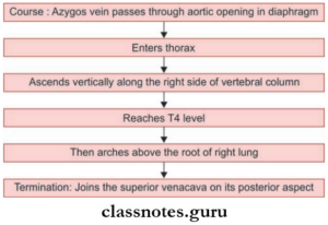 Thorax Archives - Class Notes